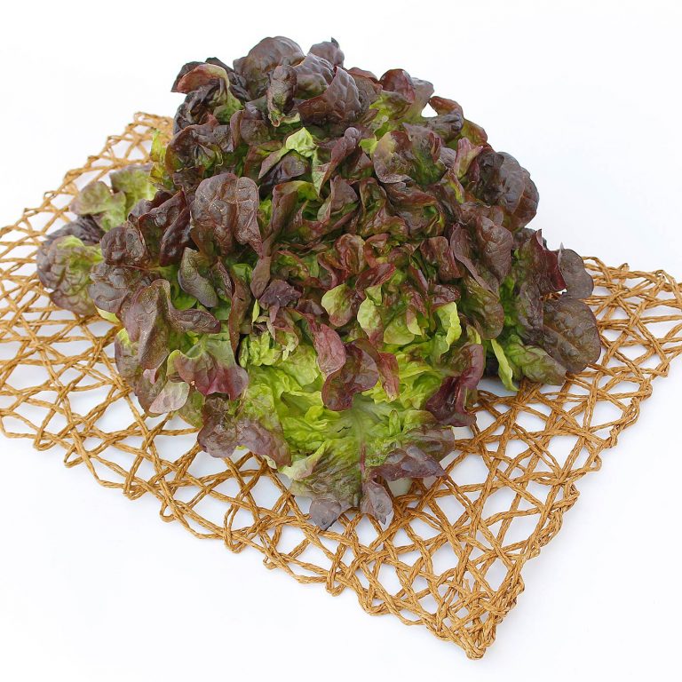 Fresco de la Huerta – Del campo a tu mesa